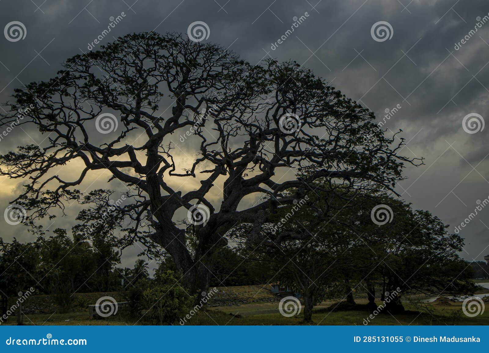 Big Tree with Cloudy Evening Sky Background. Stock Image - Image of ...