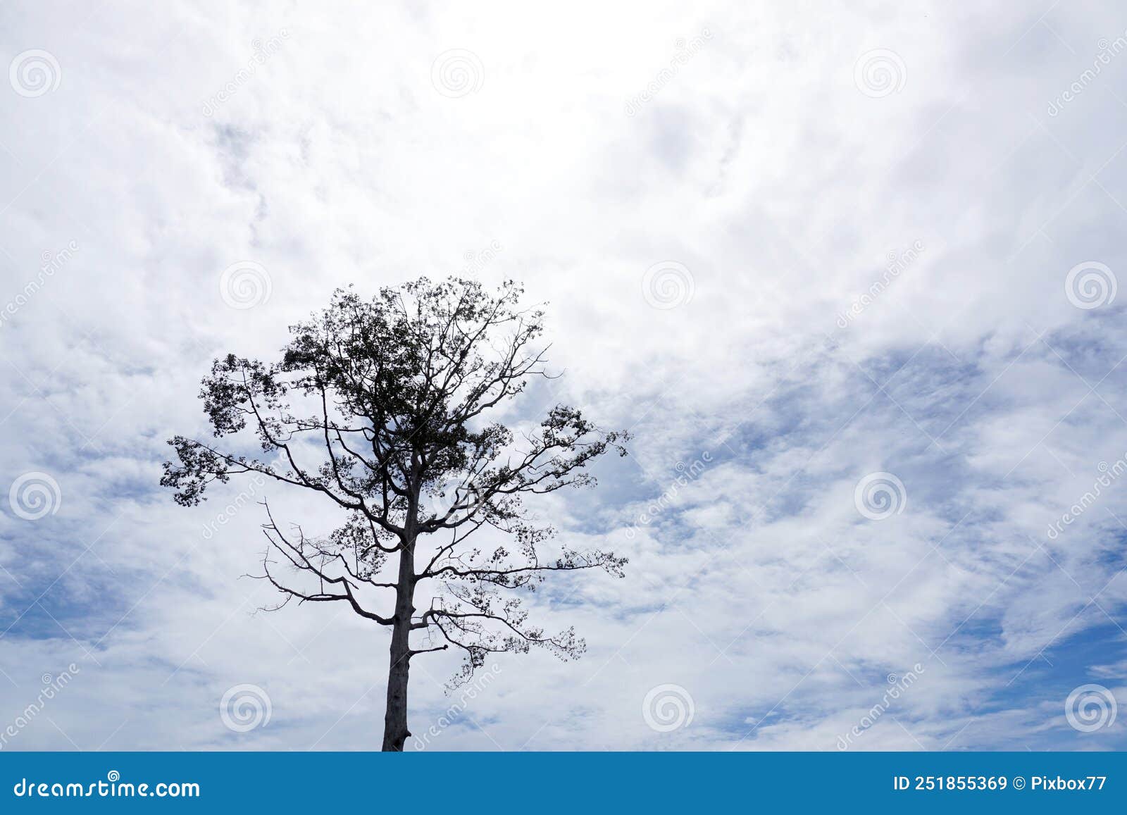 Big Tree and Cloudy Sky Background Stock Image - Image of park, cloud ...