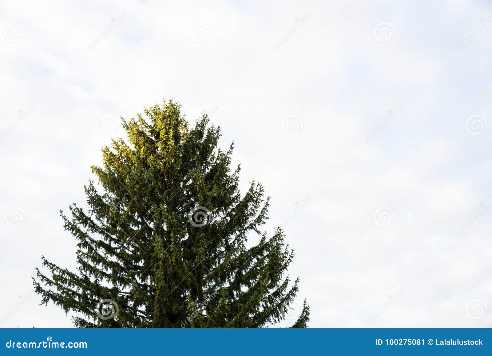 Big Tree Cloudy Sky Background Stock Image - Image of land, field ...