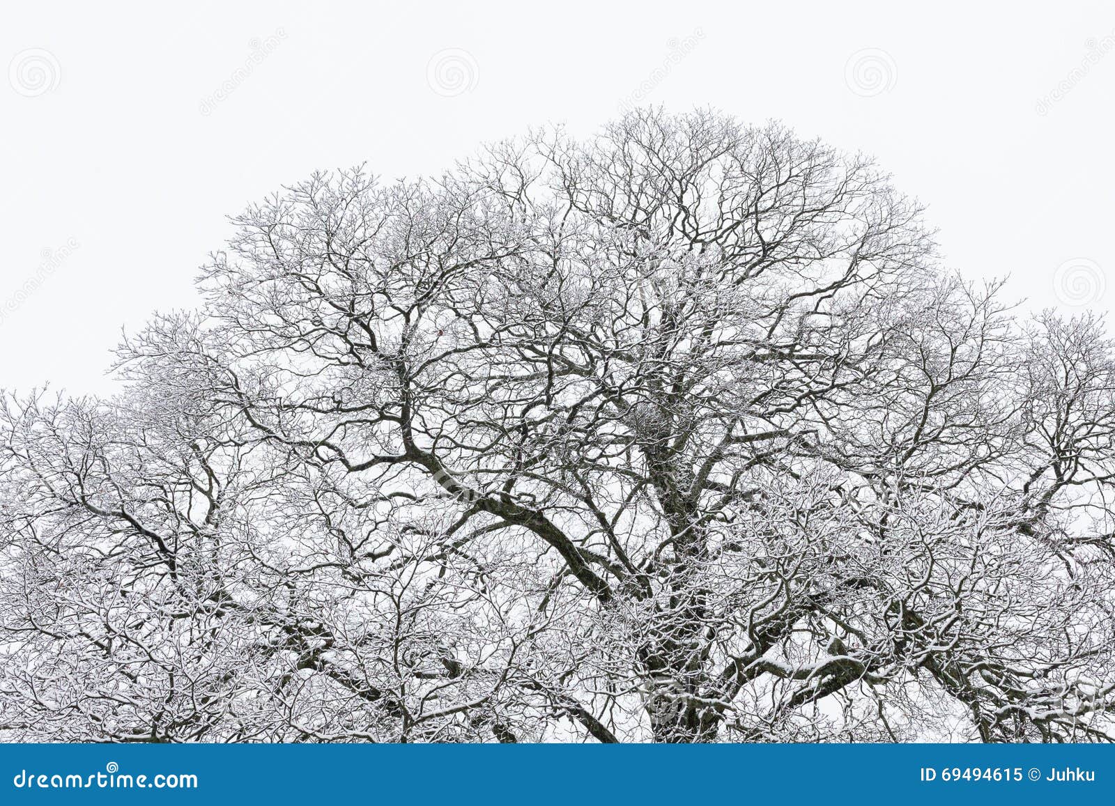 Big Tree Cloudy Sky Black and White Background Stock Image - Image of ...