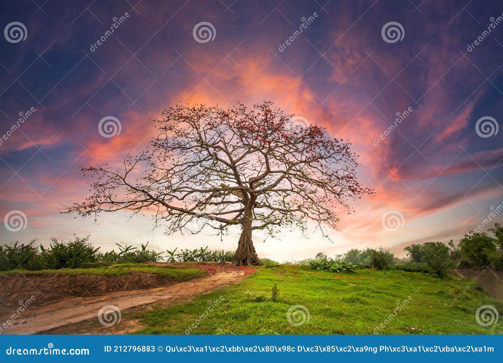 Big tree in the color sky stock image. Image of grass - 212796883