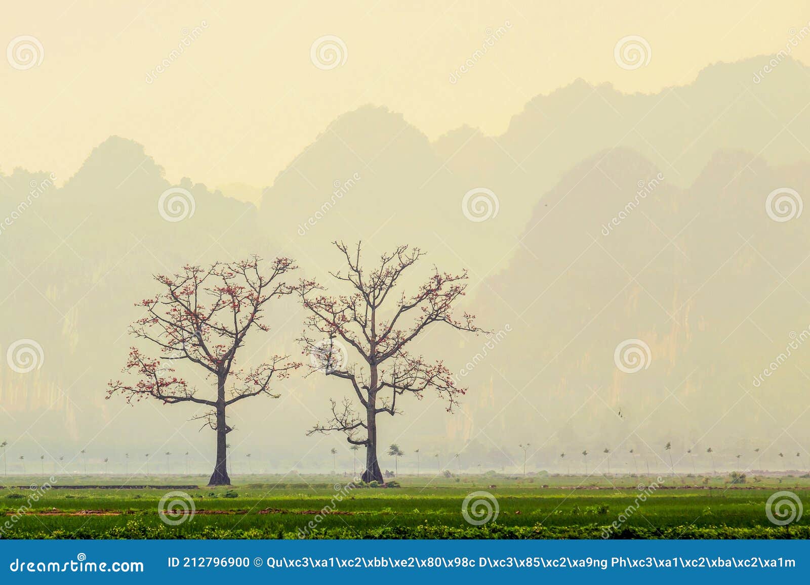 Big tree in the color sky stock photo. Image of growth - 212796900
