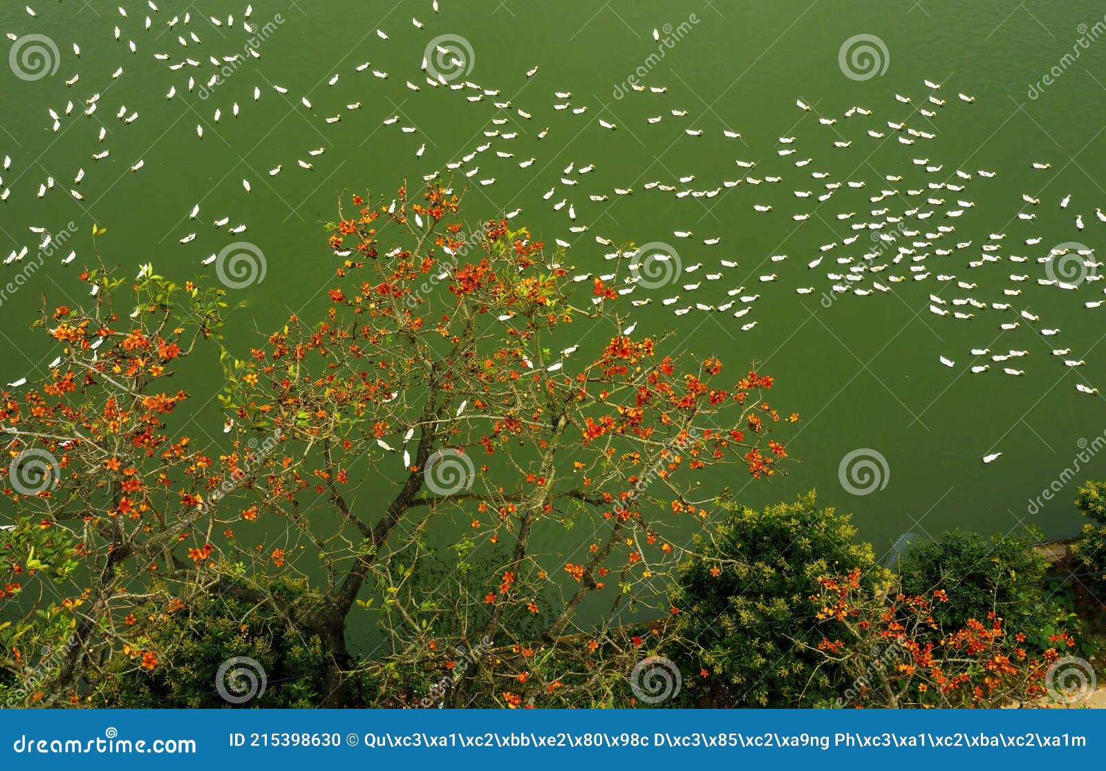 Big tree in the color sky stock photo. Image of nature - 215398630