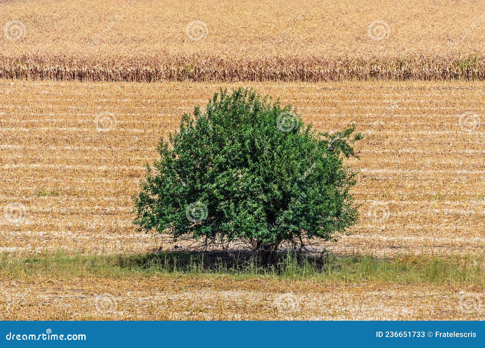 Big Tree in a Corn Field - Tree Isolated in the Field - Corn Harvesting ...