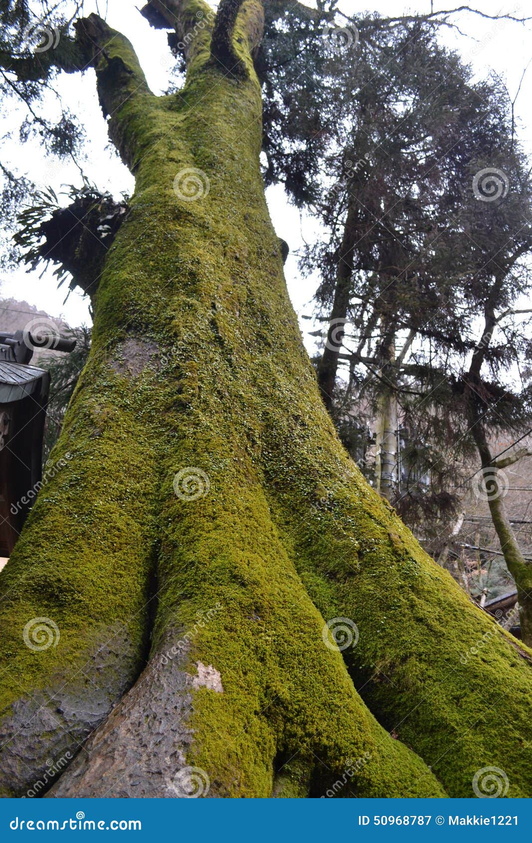 A big tree stock image. Image of moss, green, covered - 50968787