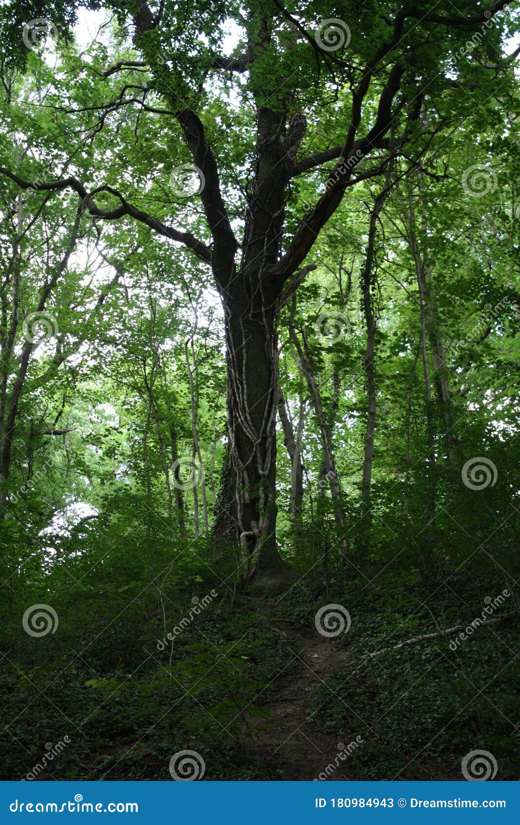 Big tree covered in vines stock image. Image of covered - 180984943