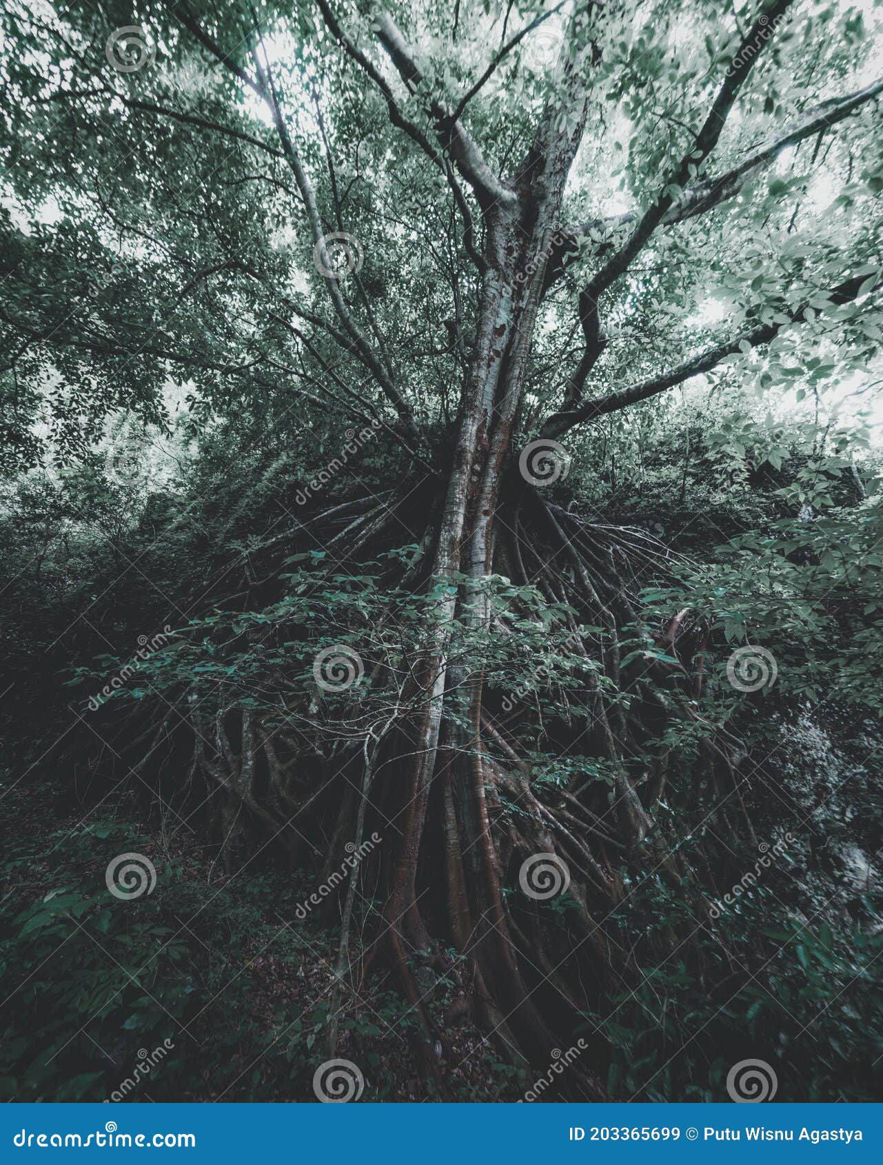 A Big Tree with Creeper Roots in the Forest Stock Image - Image of ...