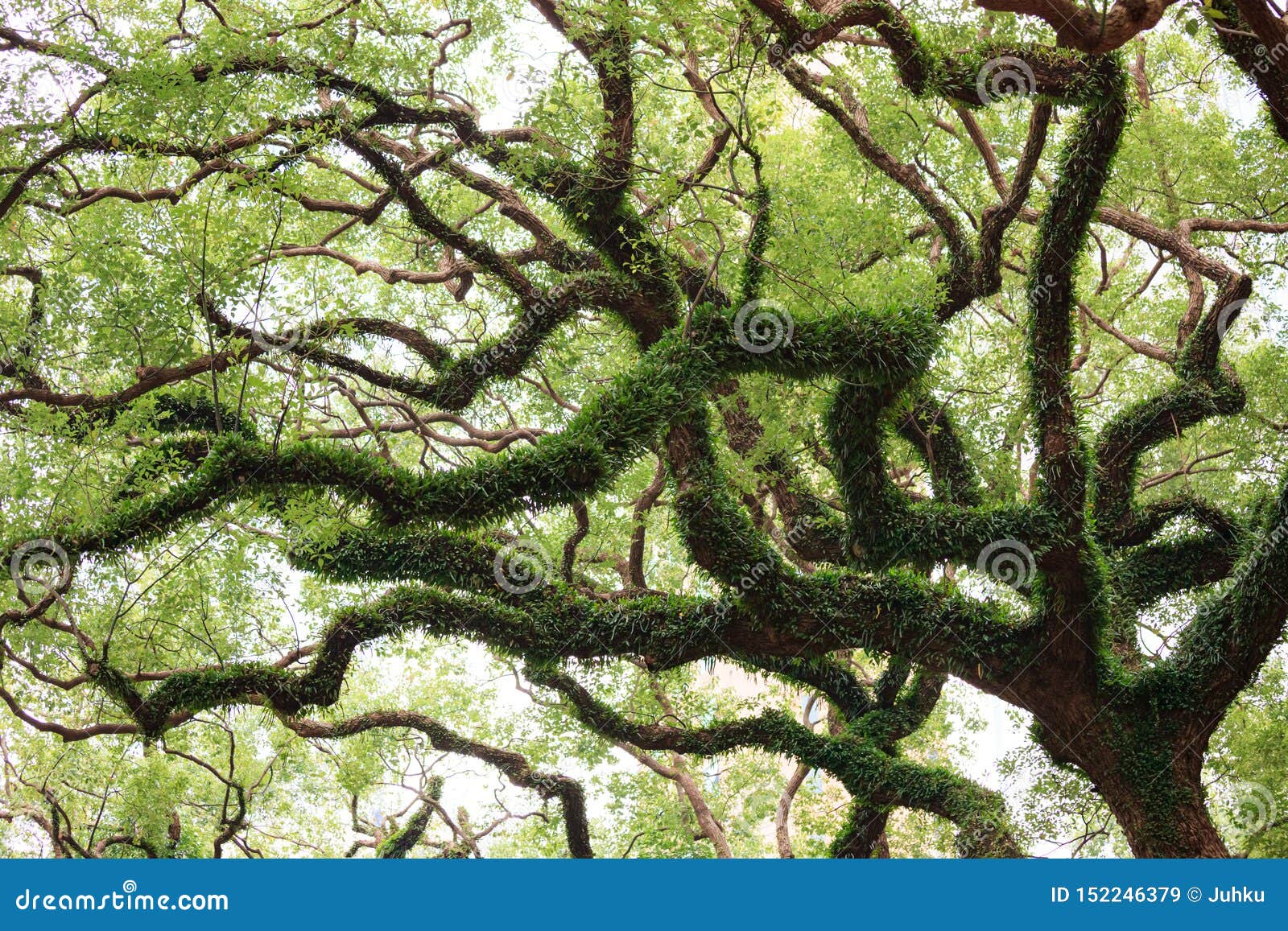 Big Tree Curly Branches and Foliage Stock Image - Image of tropical ...