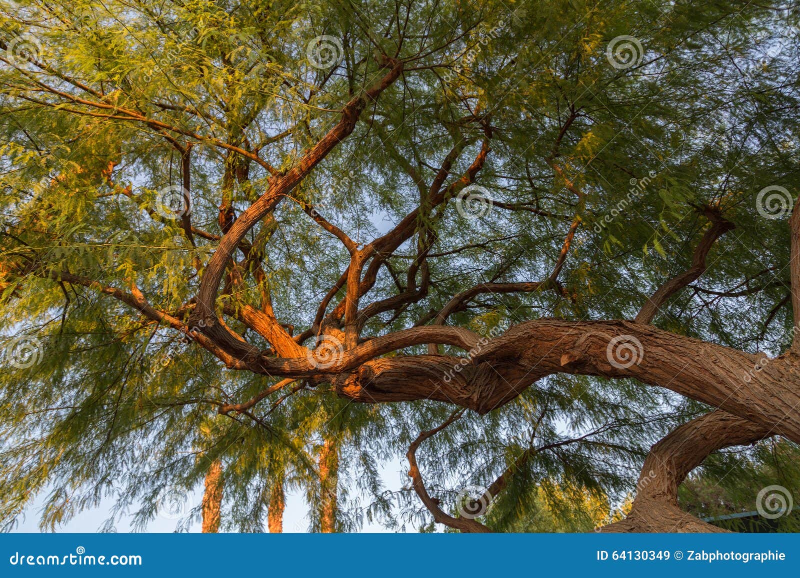 Big Tree with Curve Trunk stock image. Image of nature - 64130349