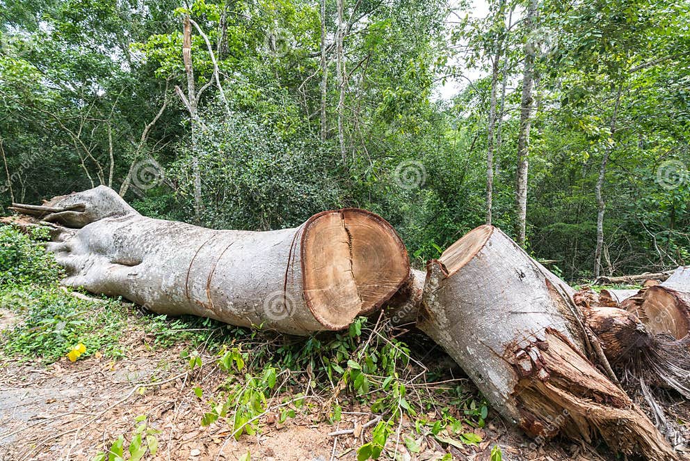 Big Tree Cut Down in the Forest, Deforestation or Global Warming ...