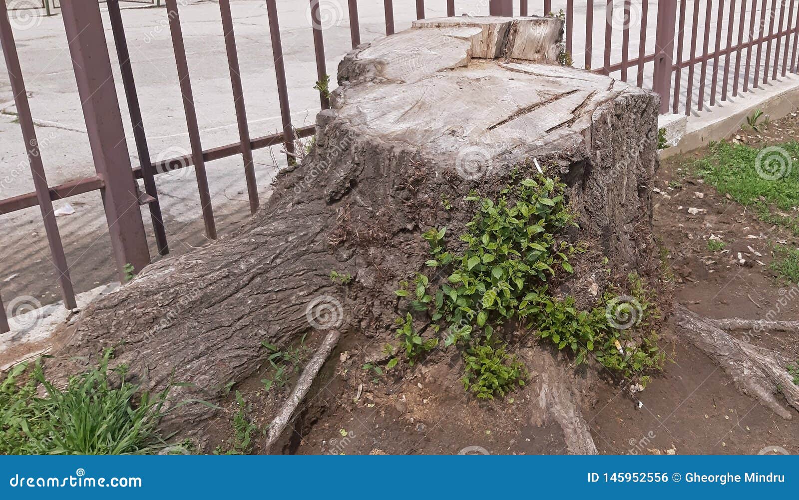 Big Tree Cut Down from the Stem Stock Photo - Image of wood, landscape ...