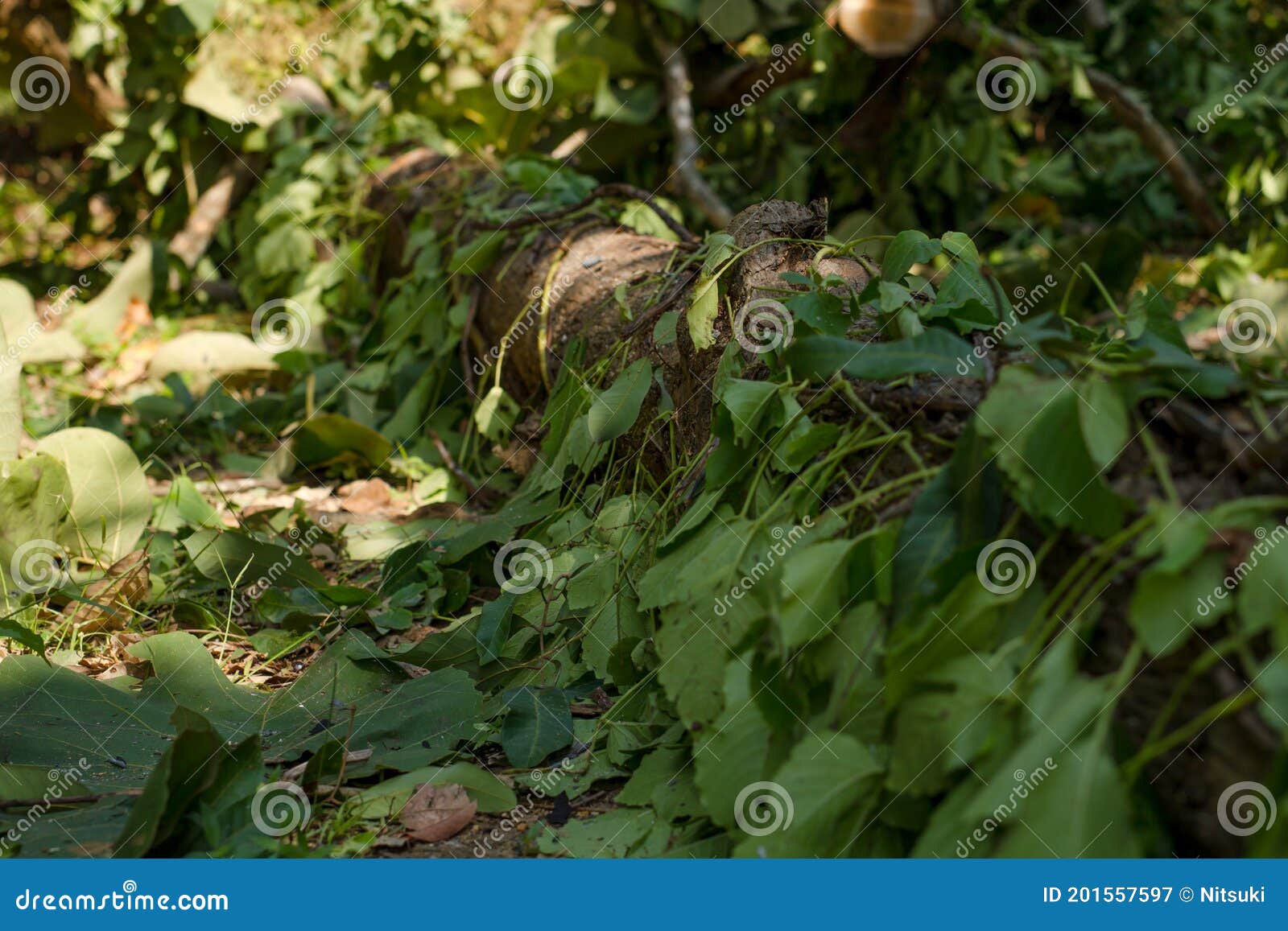 Big Tree Cut by Men in Rainforest Stock Image - Image of damage, crisis ...