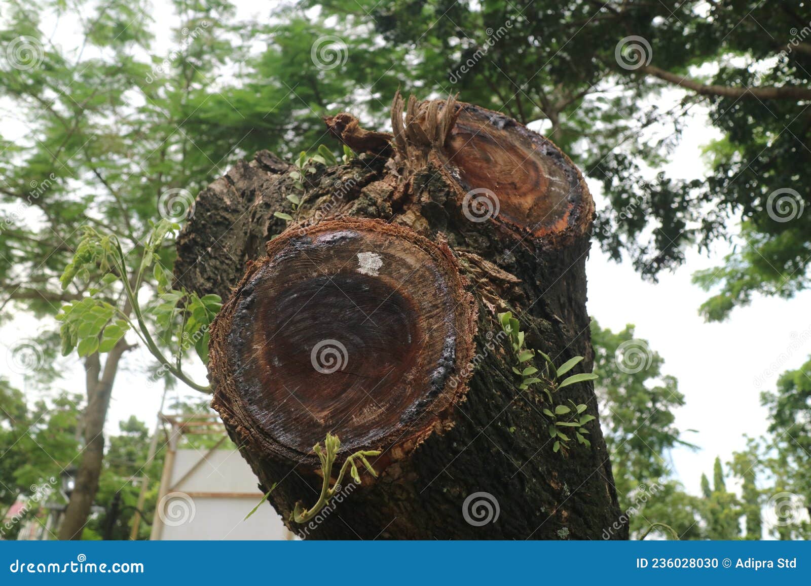 Big Tree Cut in the Middle of the Park Stock Photo - Image of natural ...