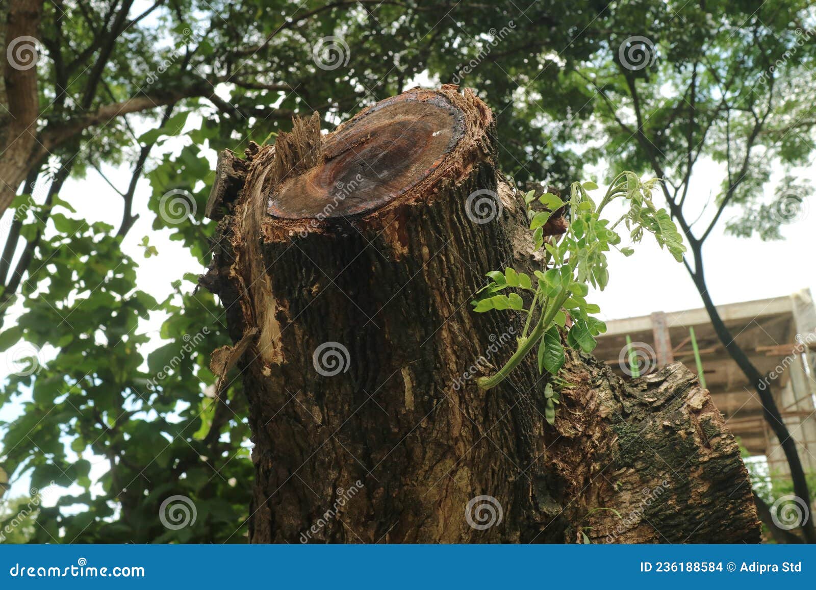 Big Tree Cut in the Middle of the Park Stock Photo - Image of growth ...