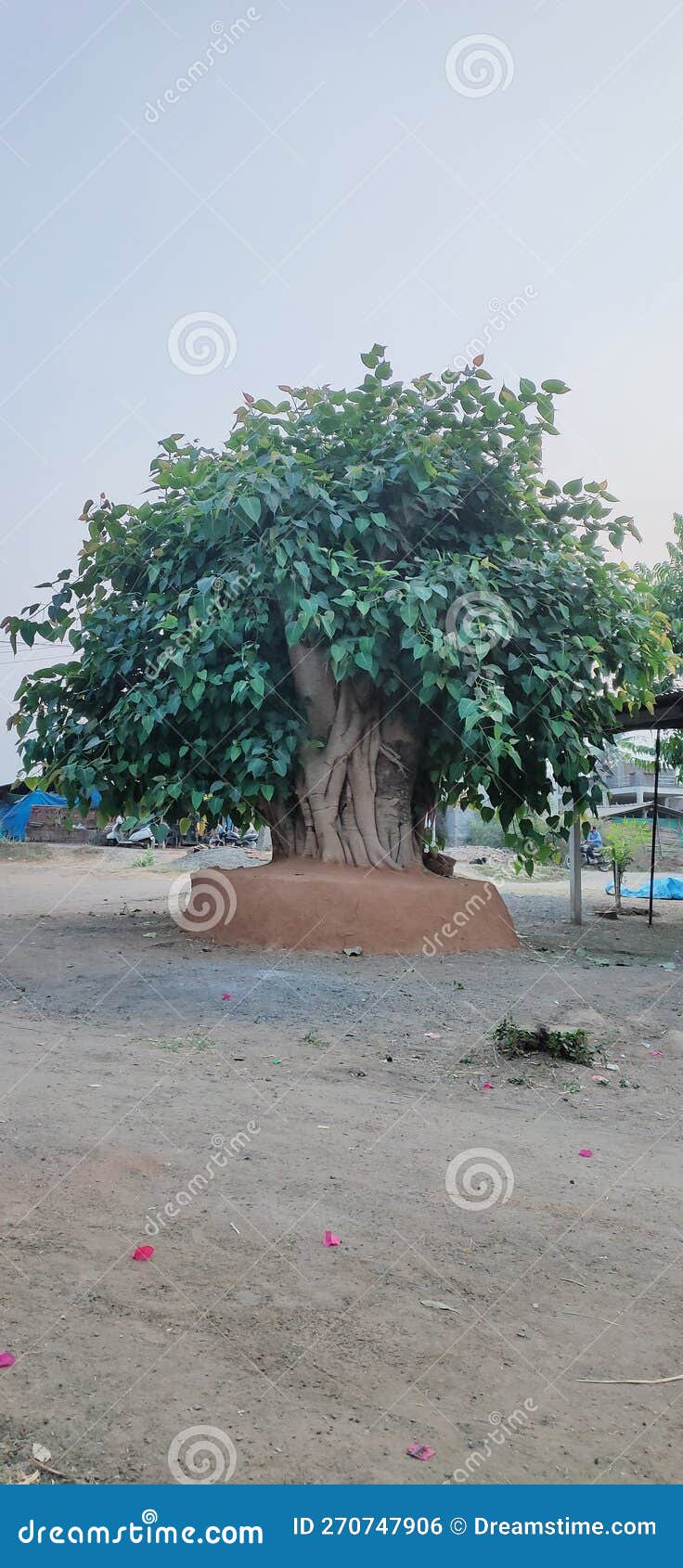 Big Tree but Cut Village Choraha 4way Stock Photo - Image of evergreen ...