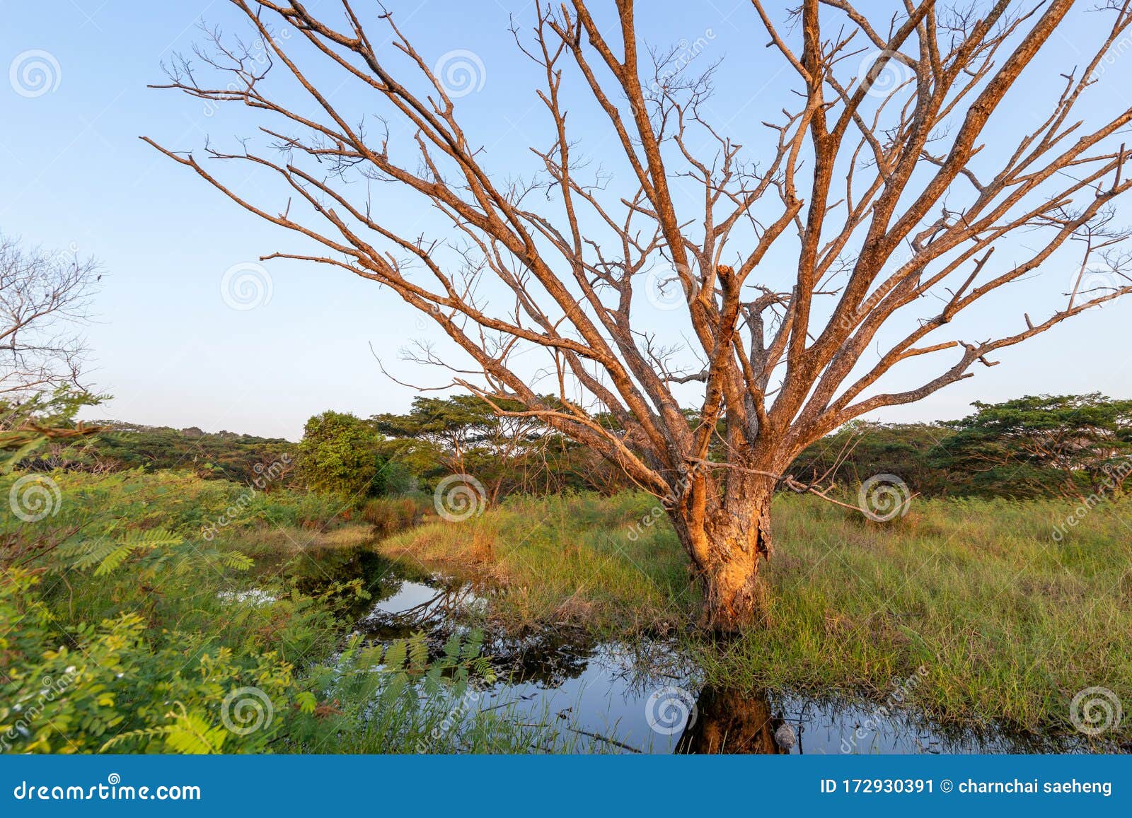 Big Tree and Dead Tree in the Water and Blue Sky. Natural Background ...