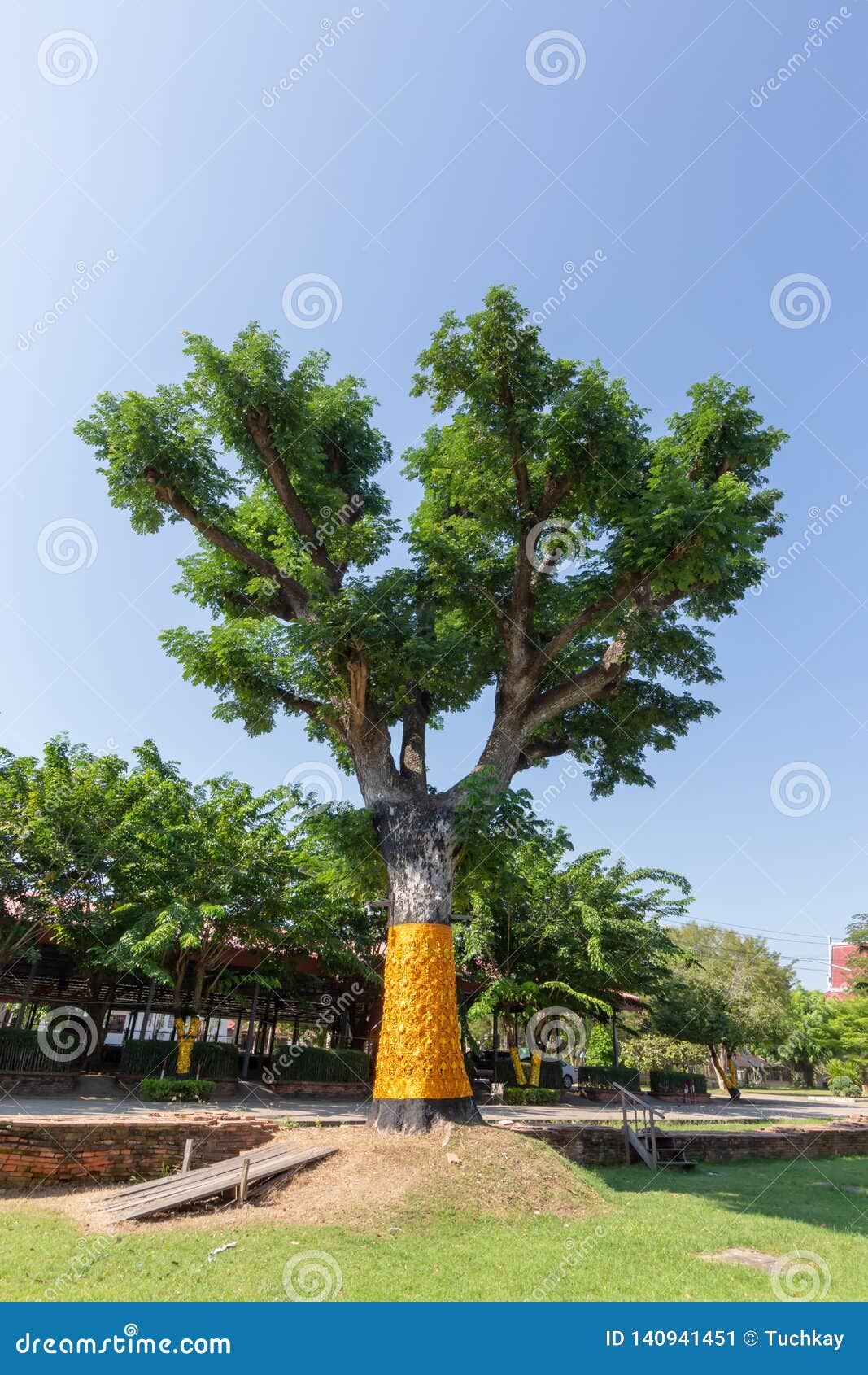 Big Tree Decorated with Angels Stock Image - Image of nature, growth ...