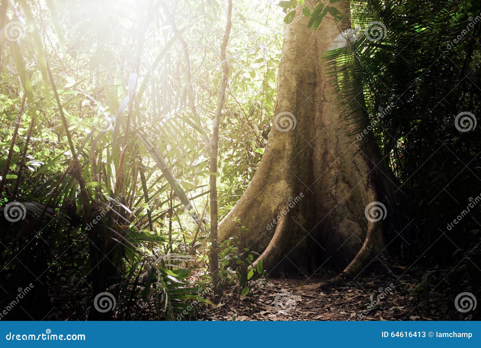 Big Tree Deep Forest Sun Shine Ray Background Stock Photos - Free ...