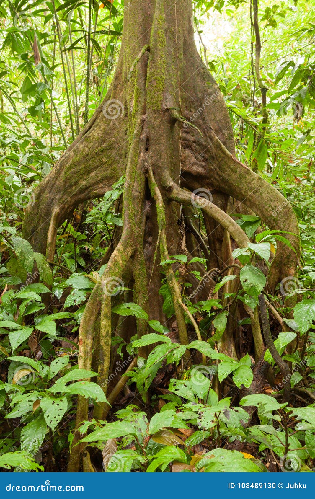 Big Tree Deep in Rainforest Borneo Stock Photo - Image of asia, plants ...