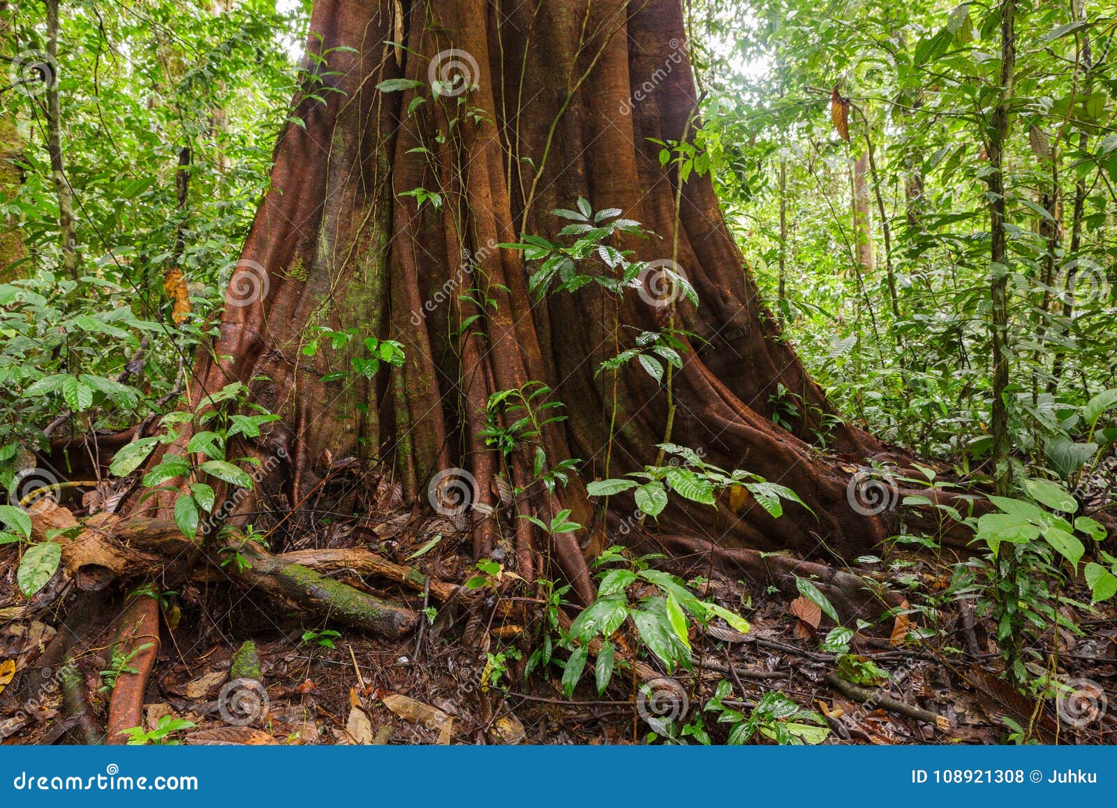 Big Tree Deep in Rainforest Borneo Stock Photo - Image of outdoor ...