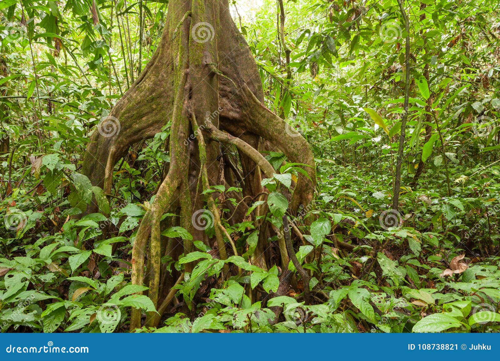 Big Tree Deep in Rainforest Borneo Stock Image - Image of plants ...