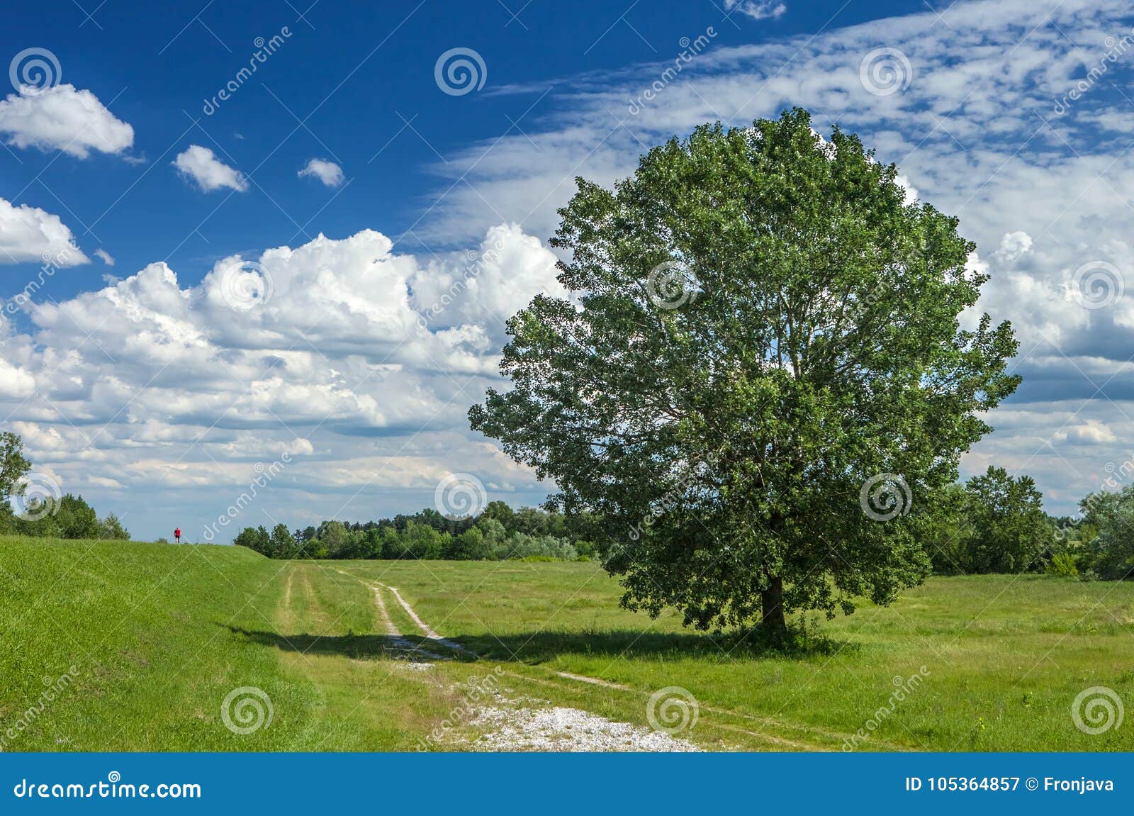 Big tree with dense crown stock image. Image of blue - 105364857