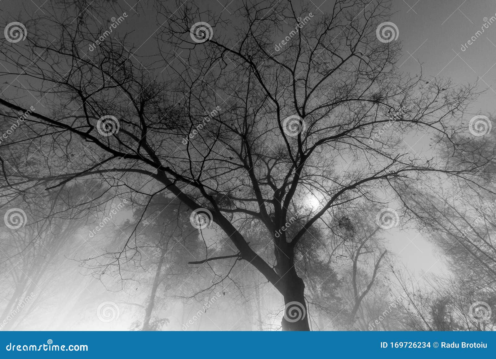 Big tree in dense fog stock photo. Image of middle, dense - 169726234