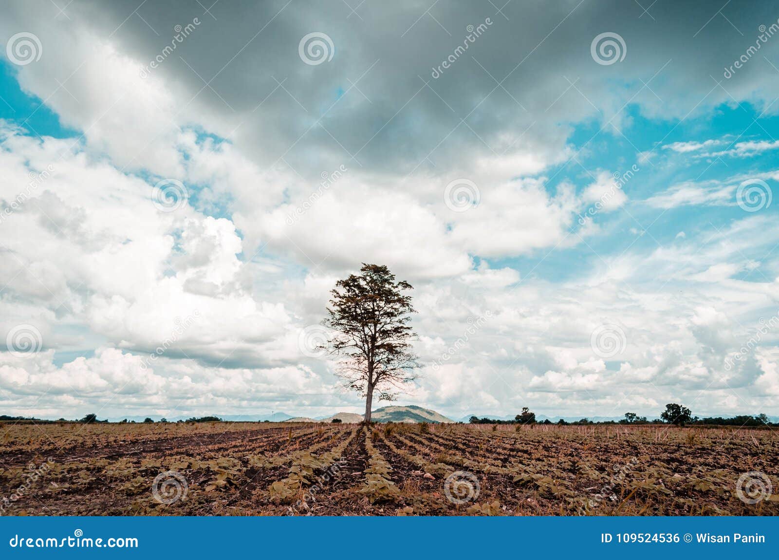 Big Tree Dramatic on Earth Field Stock Photo - Image of natural, view ...