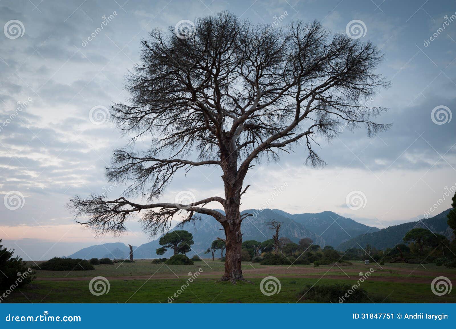 Big tree stock image. Image of horizon, loneliness, cloud - 31847751
