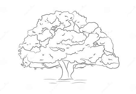 Big Tree Drawing Lines, Vector Stock Vector - Illustration of etching ...