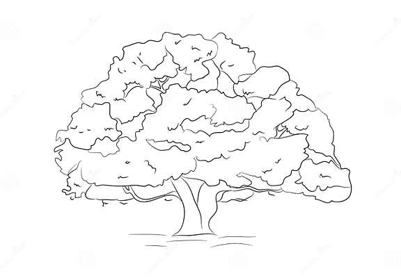 Big Tree Drawing Lines, Vector Stock Vector - Illustration of etching ...