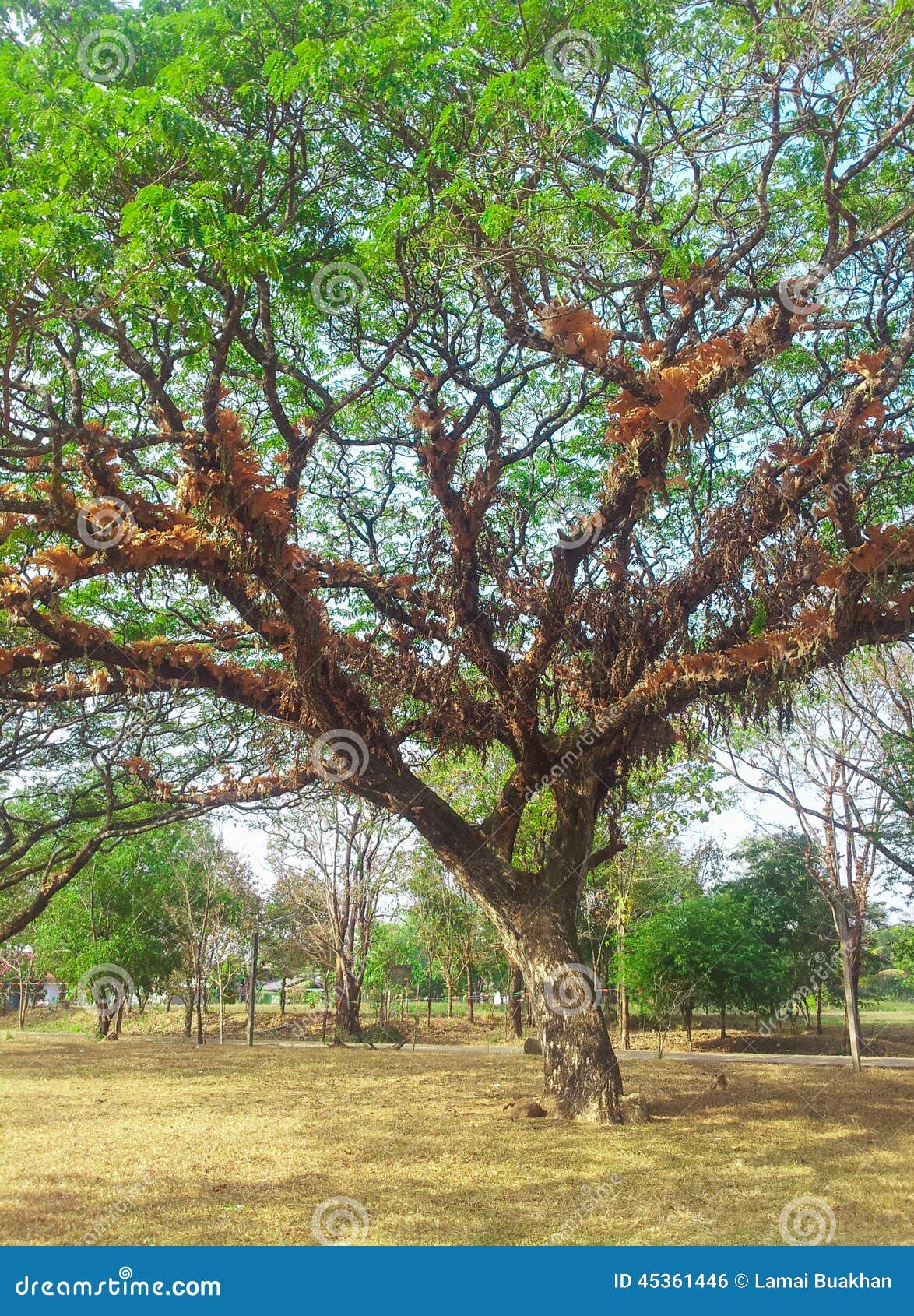 Big tree stock photo. Image of light, autumn, beauty - 45361446