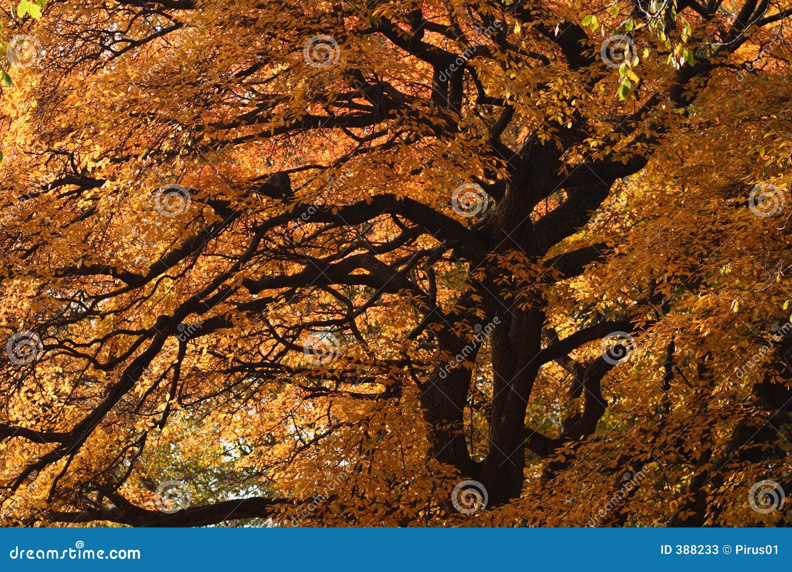 Big tree with fall colors stock image. Image of trunk, park - 388233