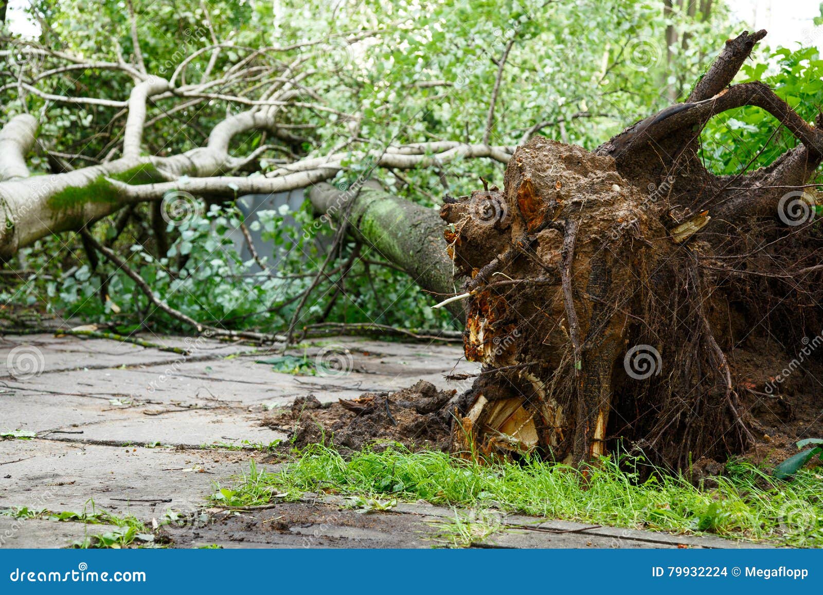 Big Tree Fall Down after Hurricane Stock Photo - Image of hurricane ...