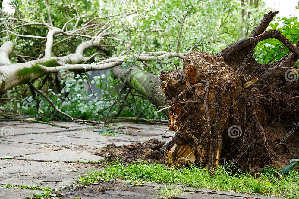 Big Tree Fall Down after Hurricane Stock Photo - Image of hurricane ...