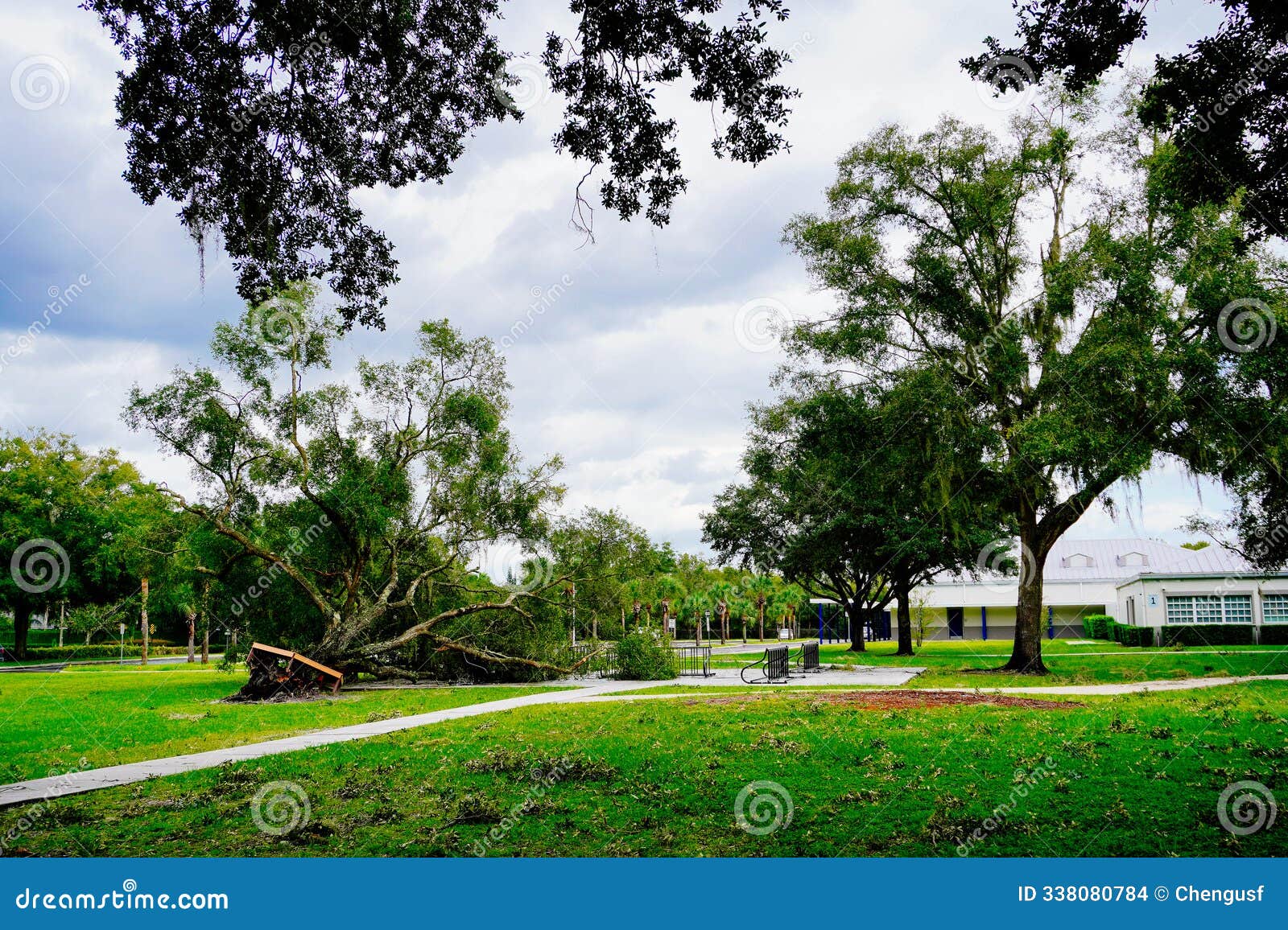 A Big Tree Fall after a Hurricane Stock Photo - Image of natural, green ...
