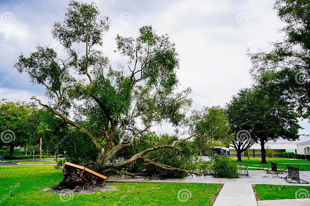 A Big Tree Fall after a Hurricane Stock Photo - Image of disaster ...
