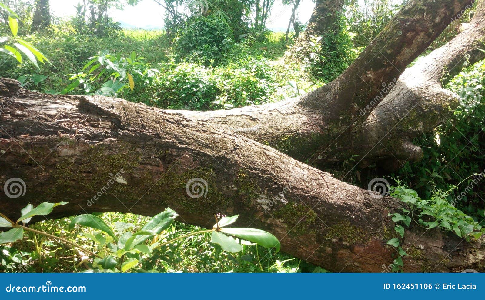 Big Tree Falling Down and Serves As Bridge Stock Photo - Image of tree ...