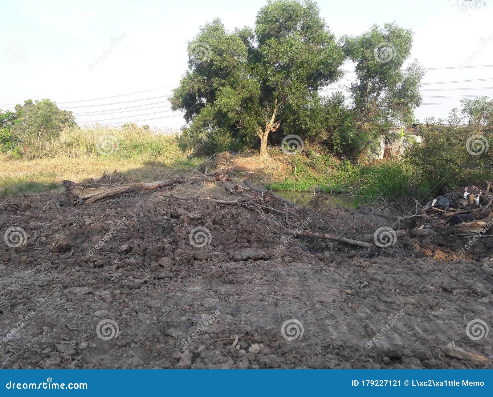 Big tree in a fallow. stock image. Image of shrub, yard - 179227121