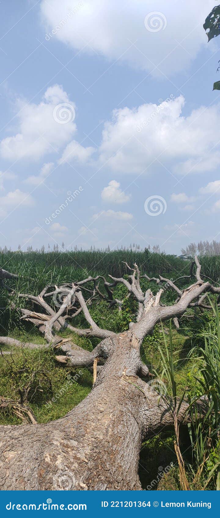 Big Tree Fell stock photo. Image of feel, travel, nature - 221201364