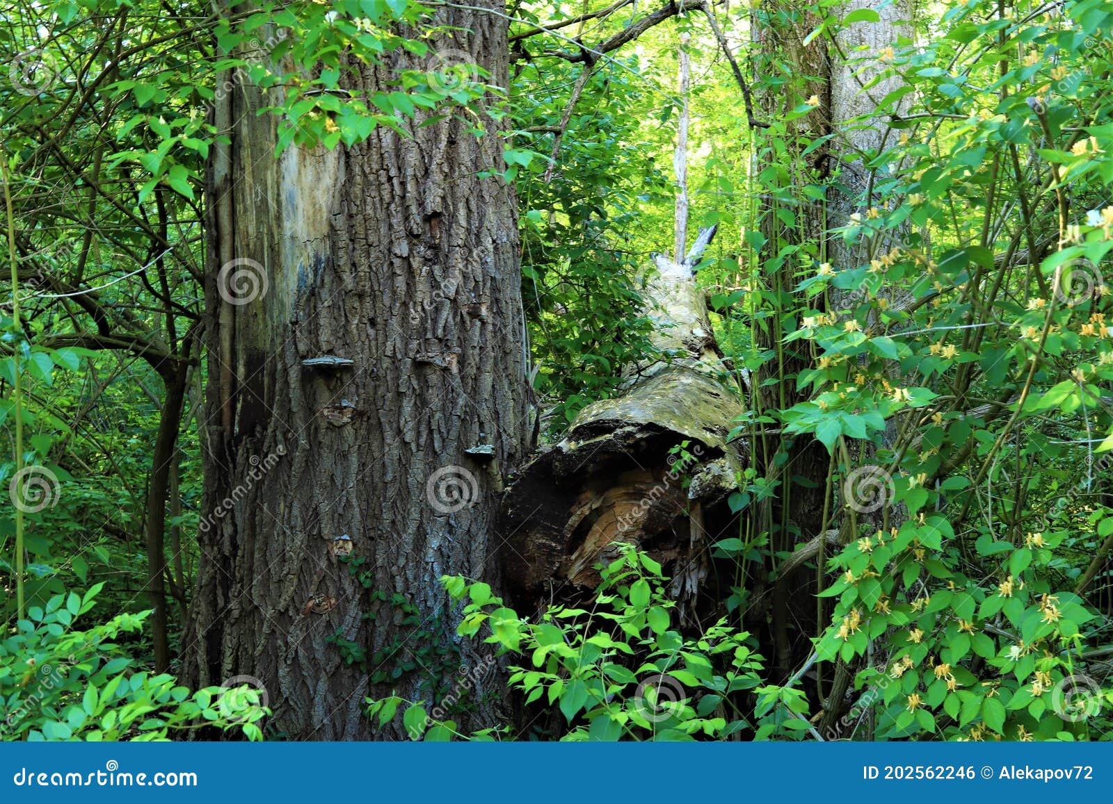 Big Tree Fell in the Forest Stock Photo - Image of bark, framed: 202562246