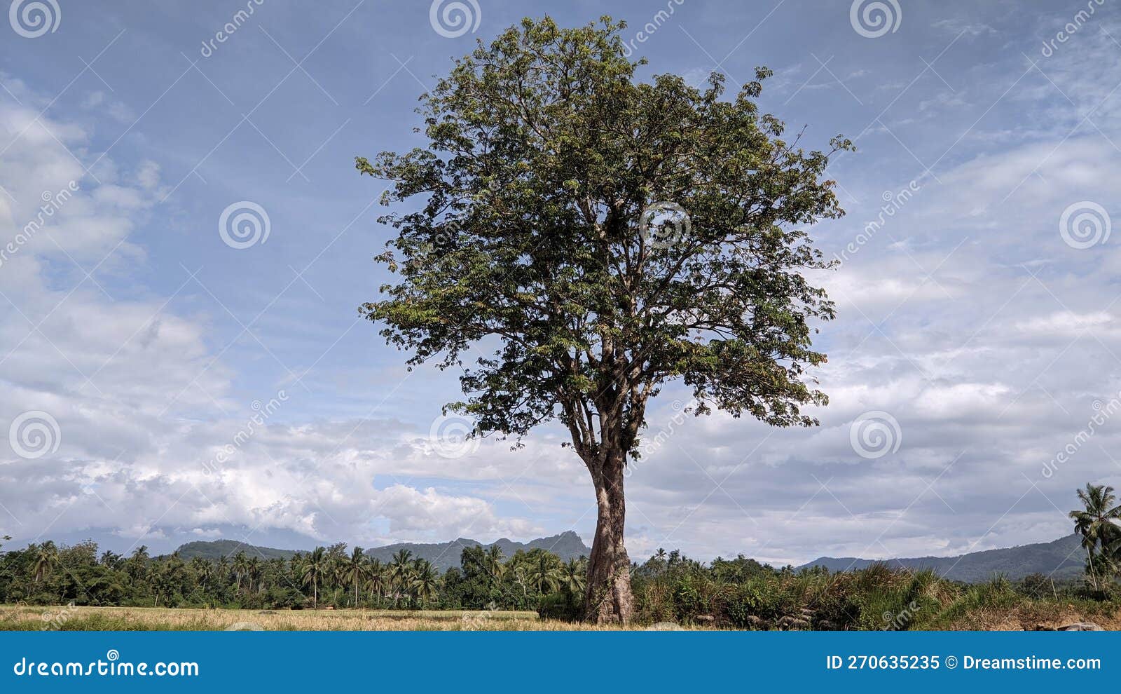 Big Tree in the Field stock image. Image of tree, shrub - 270635235