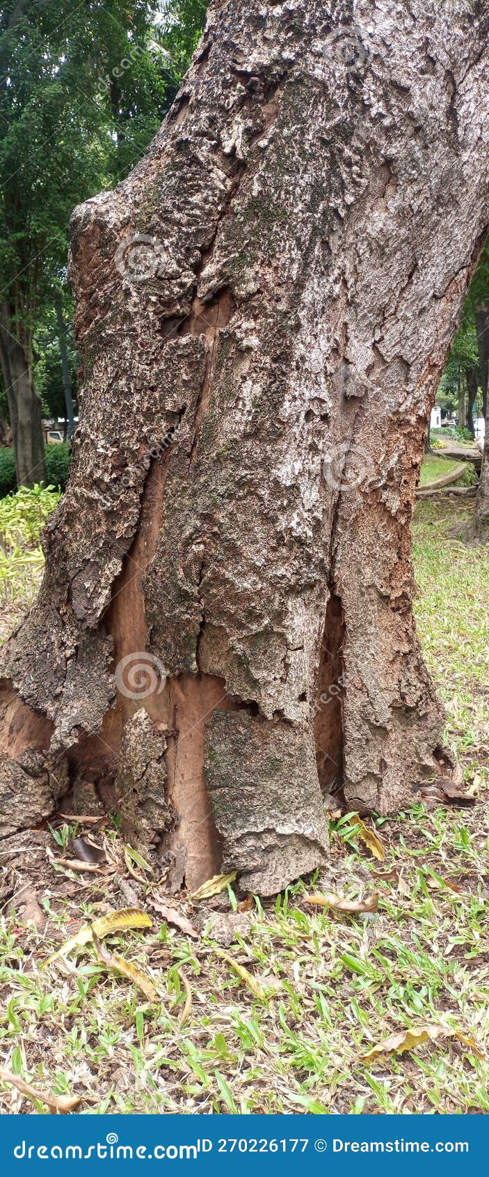 Big Tree with Flaky Bark Park Plant Stock Image - Image of flower ...