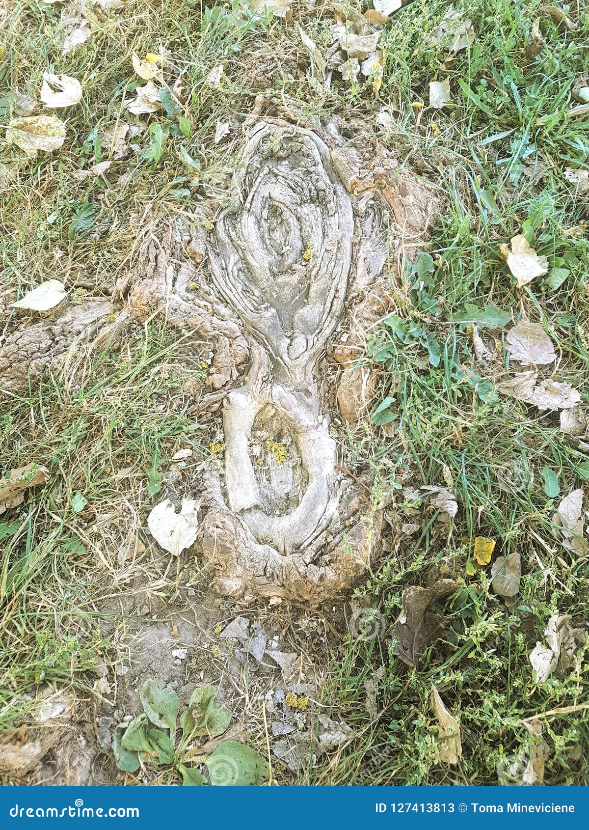 Foot stock image. Image of roots, treeroots, wood, leafs - 127413813