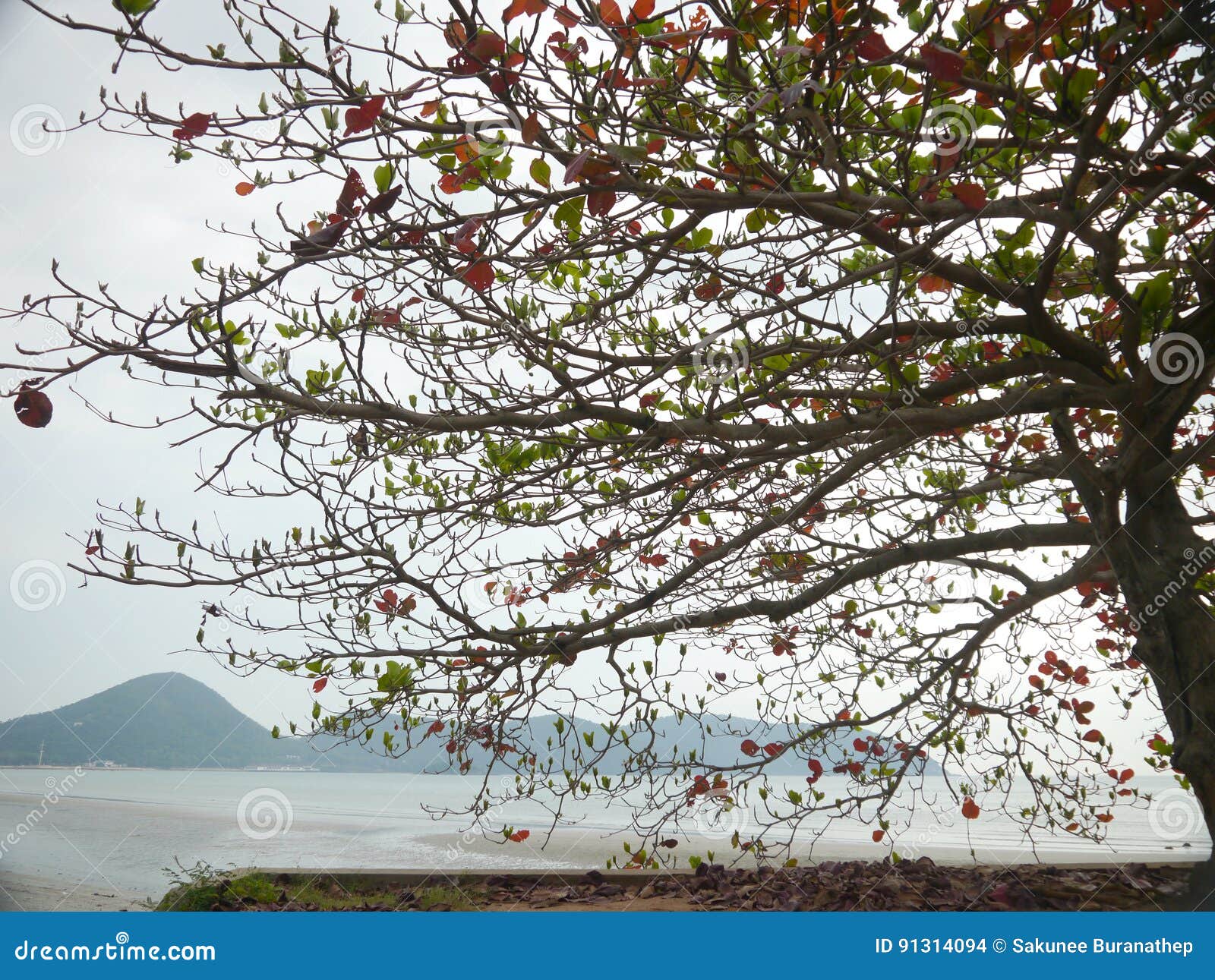 Big tree stock photo. Image of spot, viewpoint, cloud - 91314094