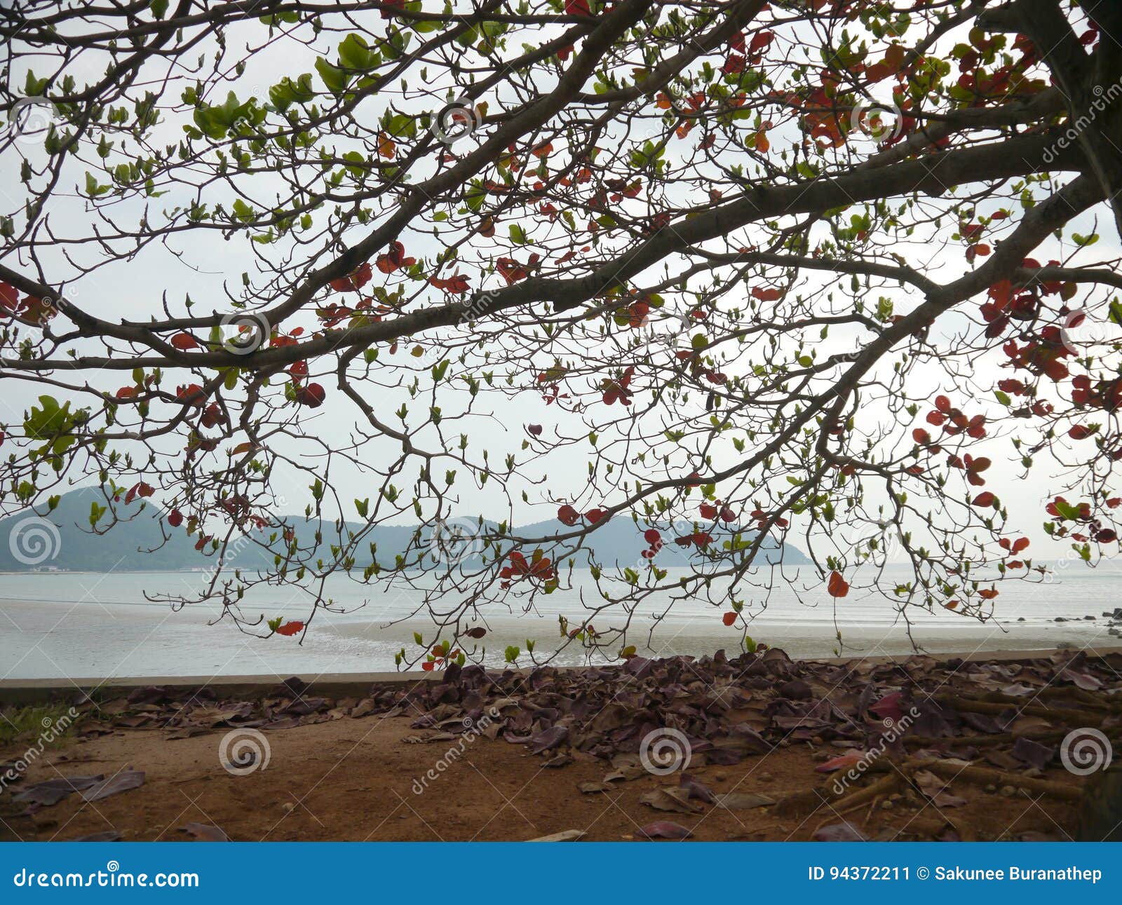 Big tree stock image. Image of spot, view, thailand, breeze - 94372211