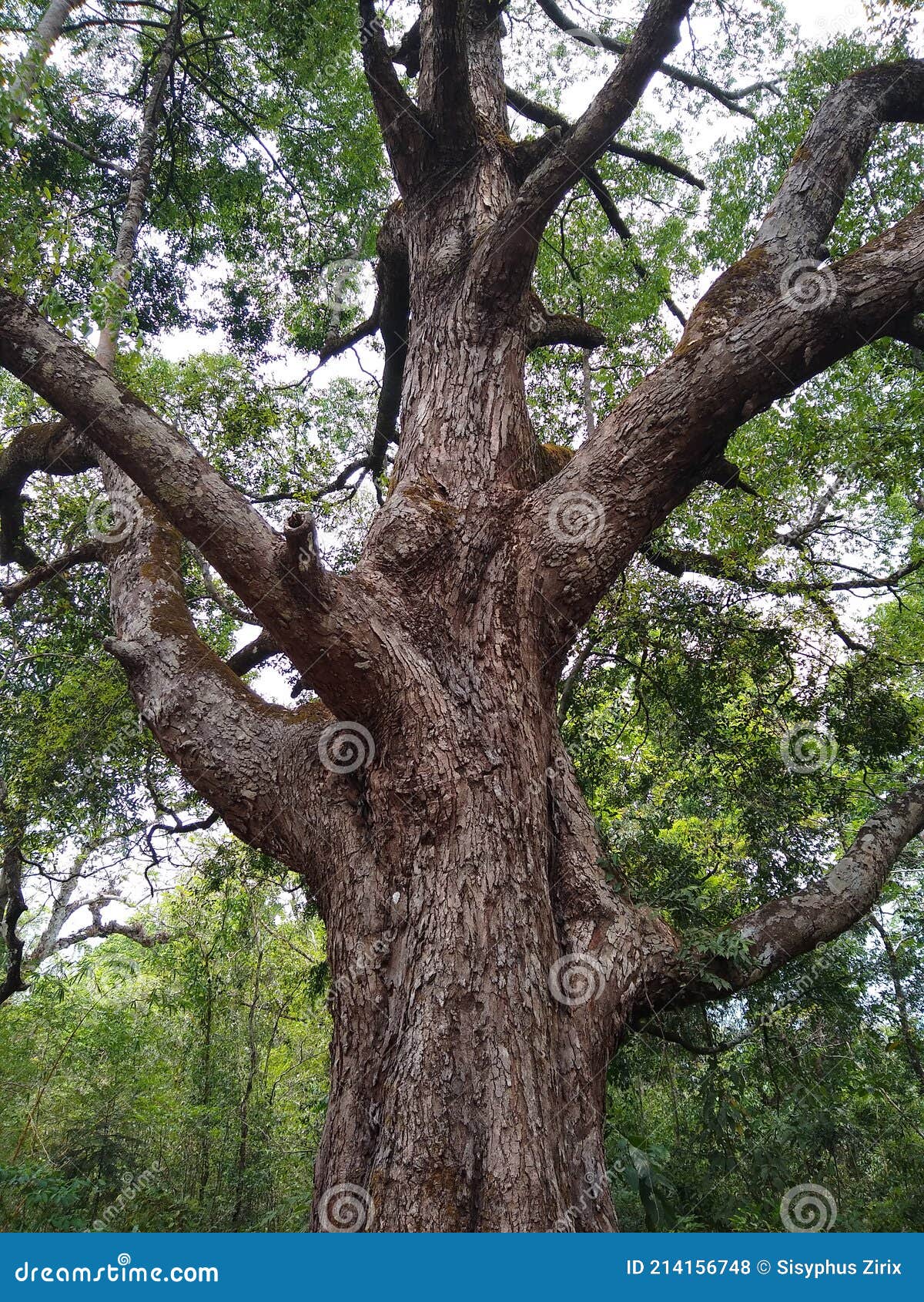 Big tree in the forest stock photo. Image of flower - 214156748