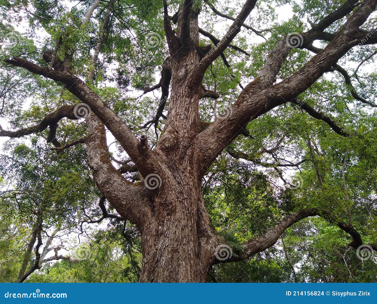 Big tree in the forest stock photo. Image of jungle - 214156824
