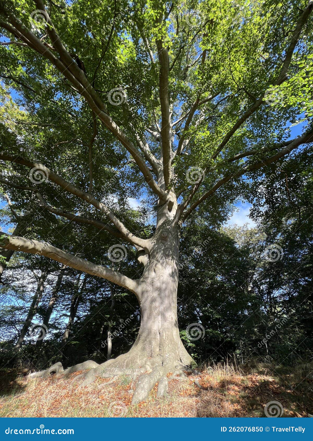Big Tree in the Forest Around Vilsteren Stock Photo - Image of forest ...