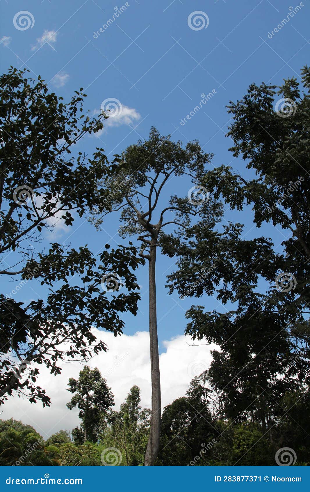 Big tree in the forest stock image. Image of park, forest - 283877371